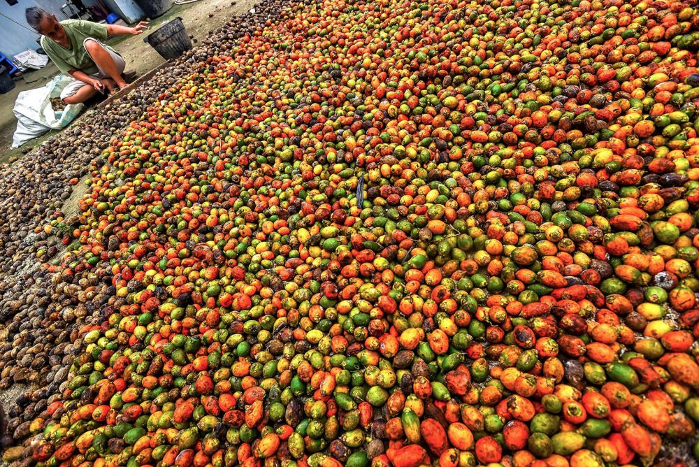 THE PROCESS - Areca Nut Quality Management Stages